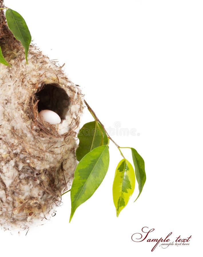 Nest stock photo. Image of genuine, agriculture, animal - 32586564