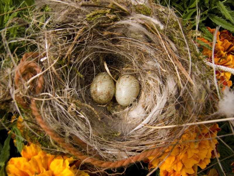 Nest and Bird S Eggs between Orange Flowers Stock Photo - Image of ...