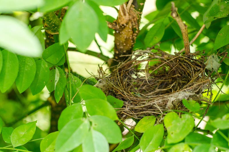 Birds nest in lime tree stock photo. Image of green, aruba - 329964