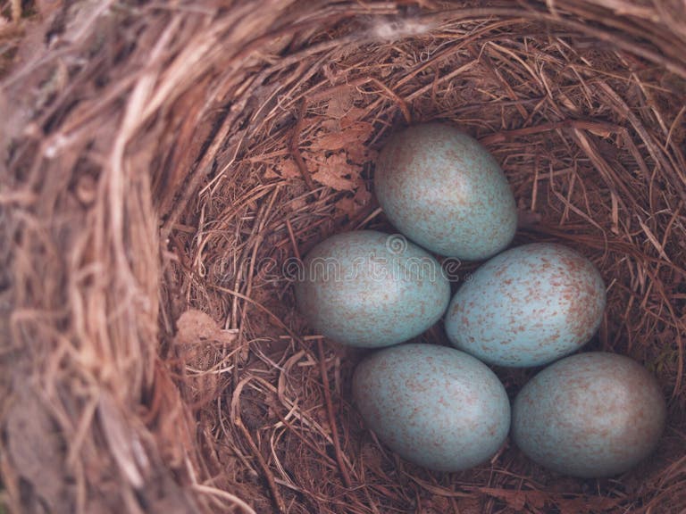 Bird Eggs Identification Chart Stock Photos - Free & Royalty-Free Stock ...