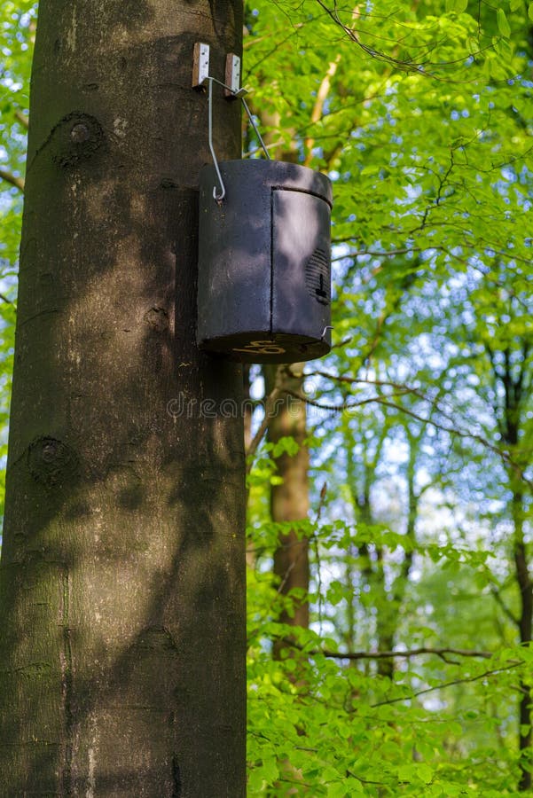 Nest box for bats stock image. Image of forest, bird - 295624513