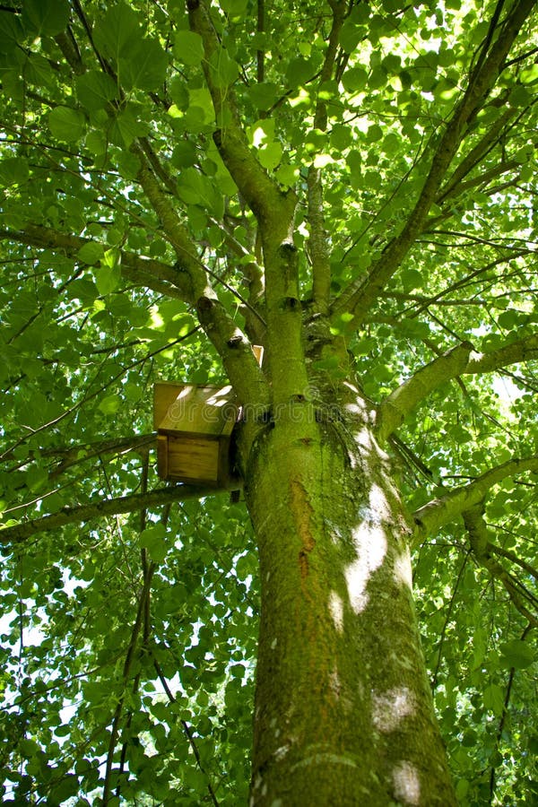 Nest box in tree stock image. Image of live, green, trunk - 10361501