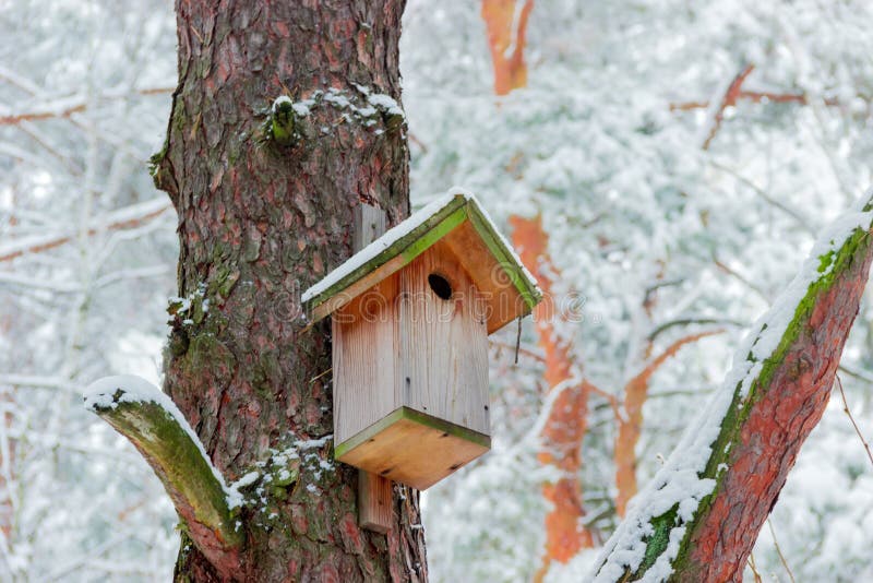 Nest box in winter forest stock photo. Image of plant - 62849908