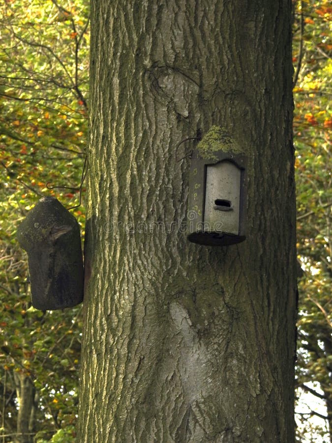 Nest Boxes on the Tree for Birds Stock Photo - Image of moth, butterfly ...