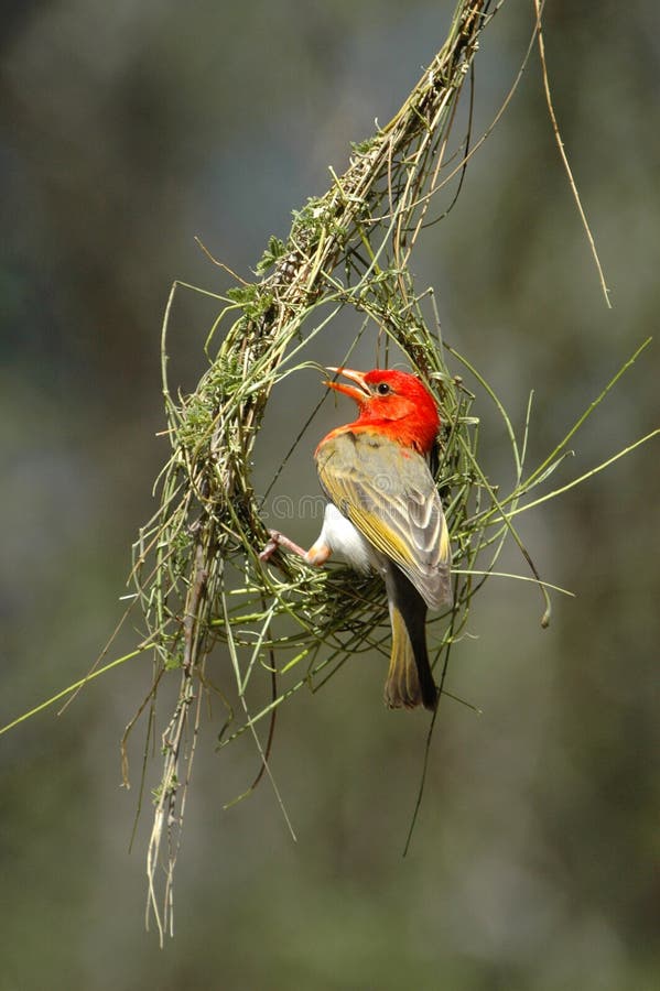 Nest building stock photo. Image of nest, construct, head - 10612614