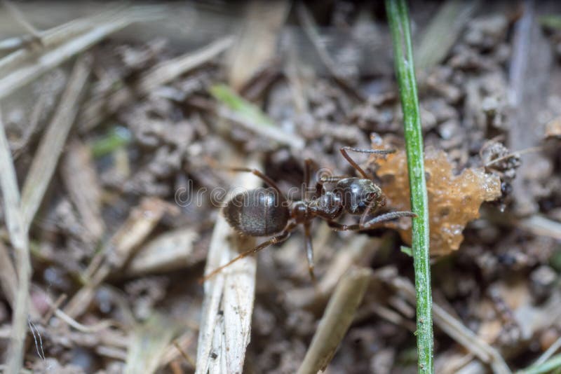 A Nest-building Ant. Anthill Stock Photo - Image of hiding, horizontal ...