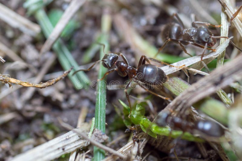 A Nest-building Ant. Anthill Stock Image - Image of graphic, dirt ...