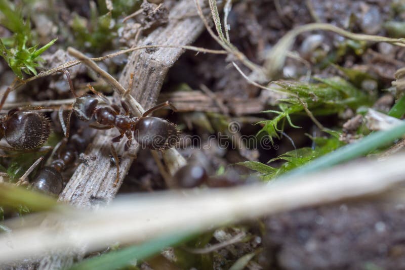A Nest-building Ant. Anthill Stock Image - Image of amazon, dangerous ...