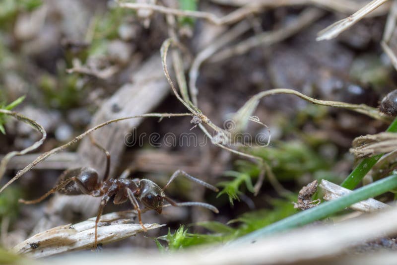 A Nest-building Ant. Anthill Stock Photo - Image of guardian, amazon ...