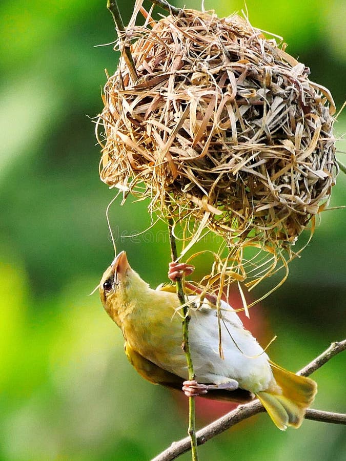 Nest building stock image. Image of next, generation - 110369227
