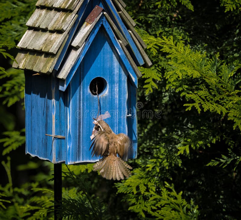 Nest Building stock photo. Image of house, wren, spring - 74393792