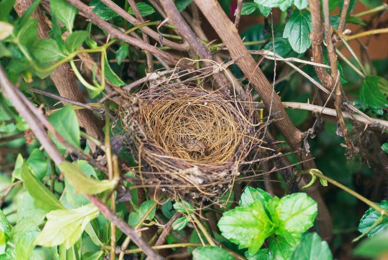 Nest of bulbul bird stock image. Image of bulbul, structure - 348666013