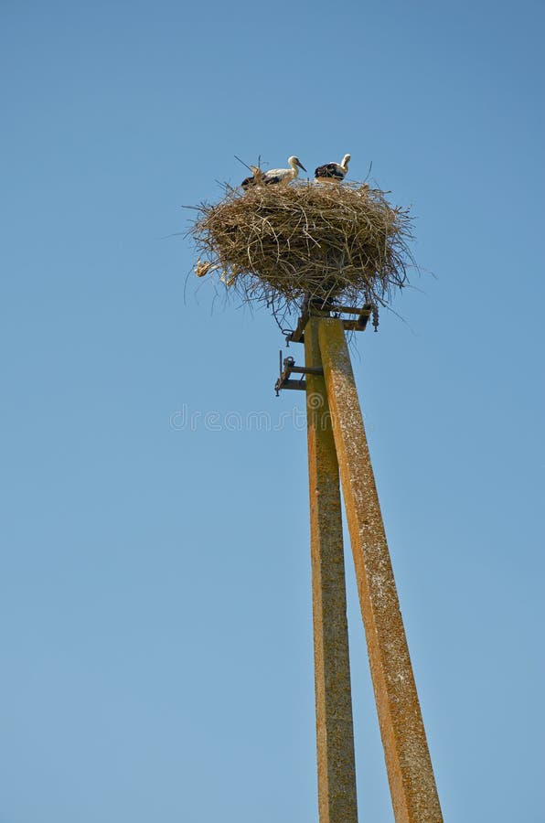 Nest on a column. stock photo. Image of clear, parents - 57773362