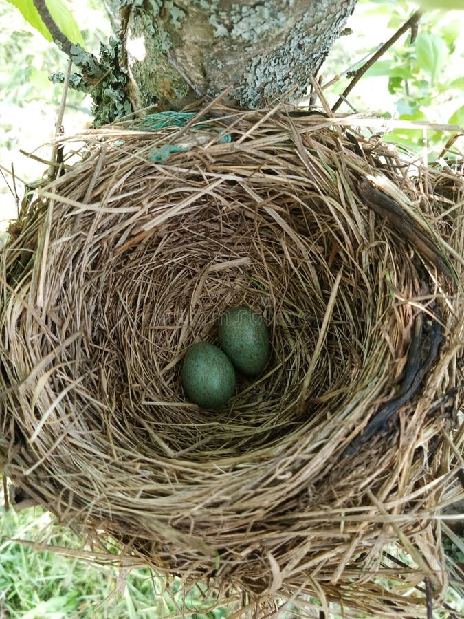 The Nest Contains Two Dark Green Bird Eggs Stock Image - Image of fauna ...