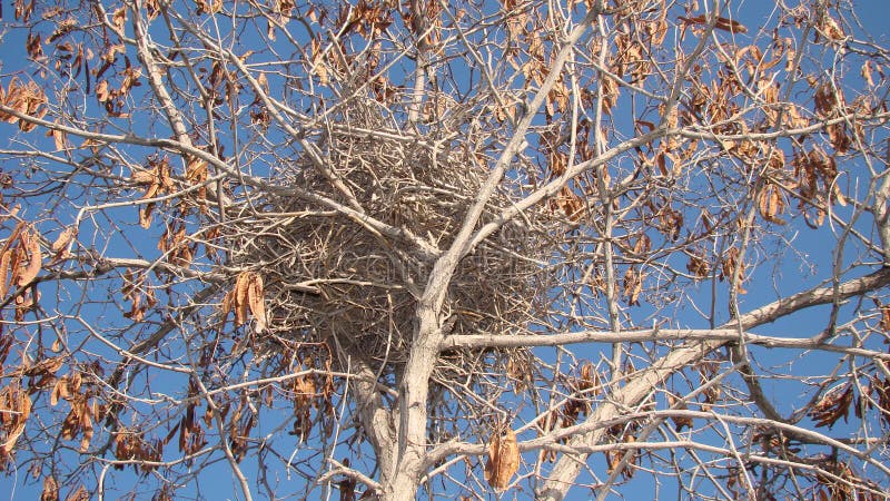 Crow. Nest Crow on the Tree, Eurasian Magpie. Nest of Crows in the Yard ...