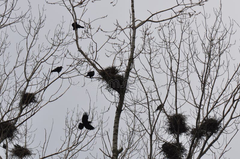 Nest and Crows on Tree Top Branch Stock Image - Image of crow, foliage ...