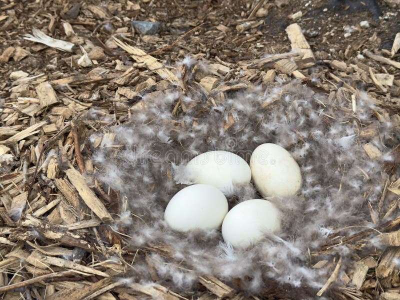 Nest with Down and Large White Eggs of Canada Goose, Branta Canadensis ...