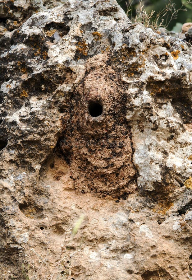 Nest of Eastern Rock Nuthatch Stock Image - Image of nuthatch ...