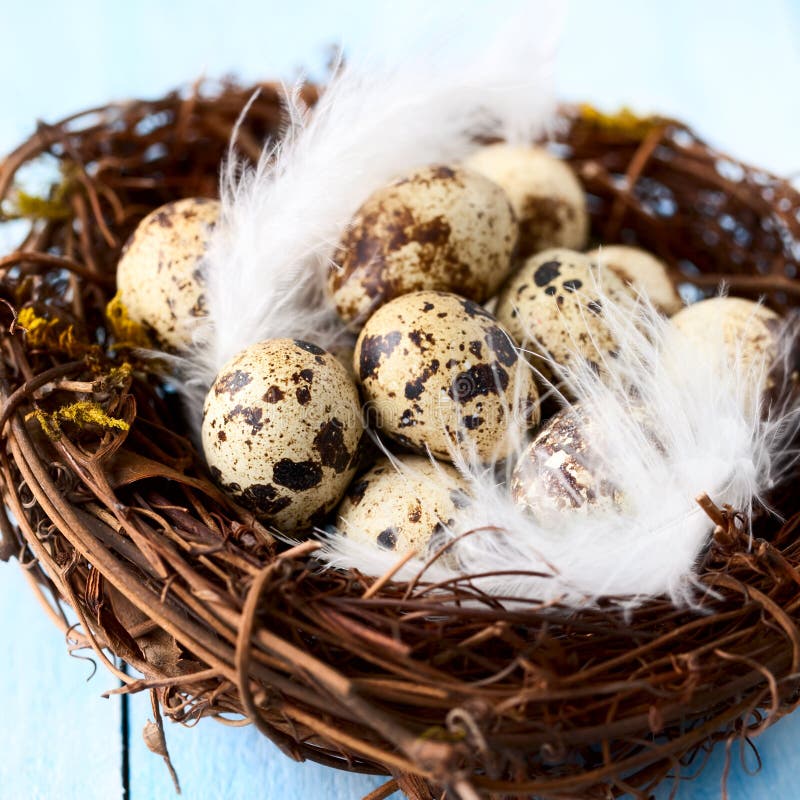 Nest with eggs stock image. Image of holiday, holidays - 23743415