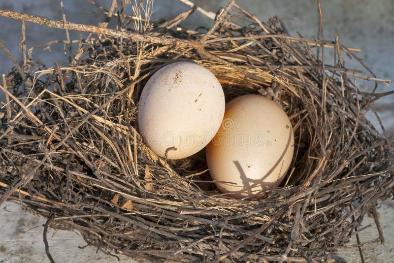 Nest with eggs stock image. Image of organic, basket - 27323555