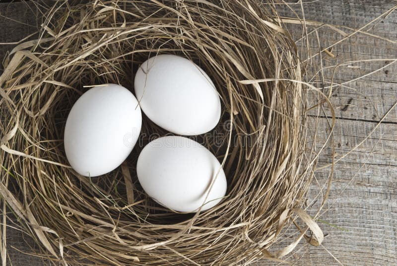 Nest with eggs stock image. Image of group, food, mother - 28255483