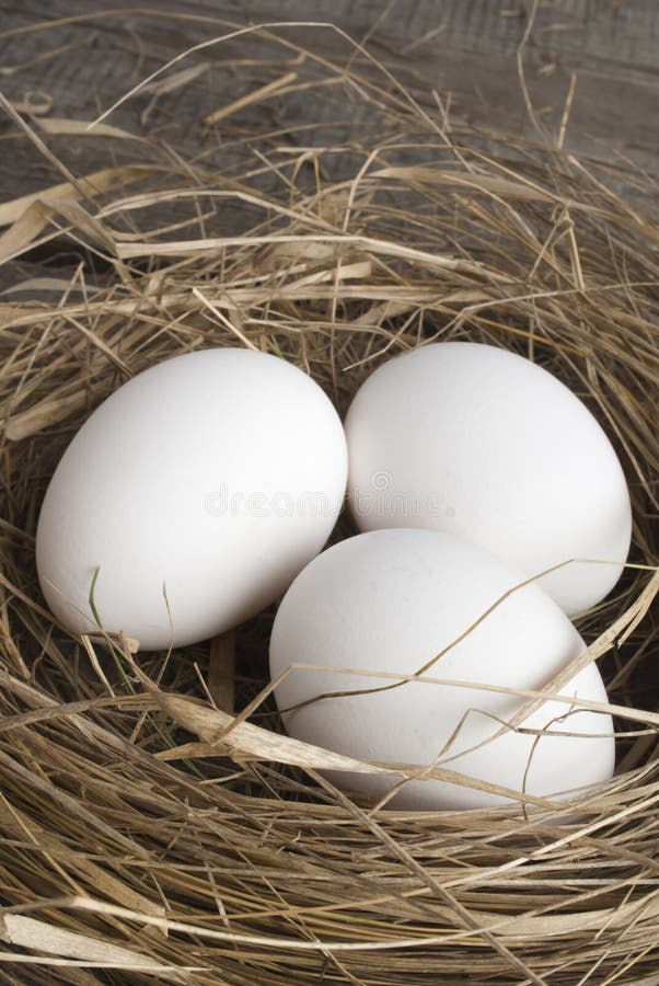 Nest with eggs stock photo. Image of farm, bird, lunch - 28255484