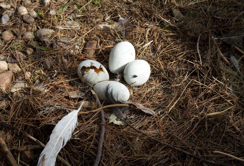 Nest with eggs stock image. Image of birth, closeup - 128783219