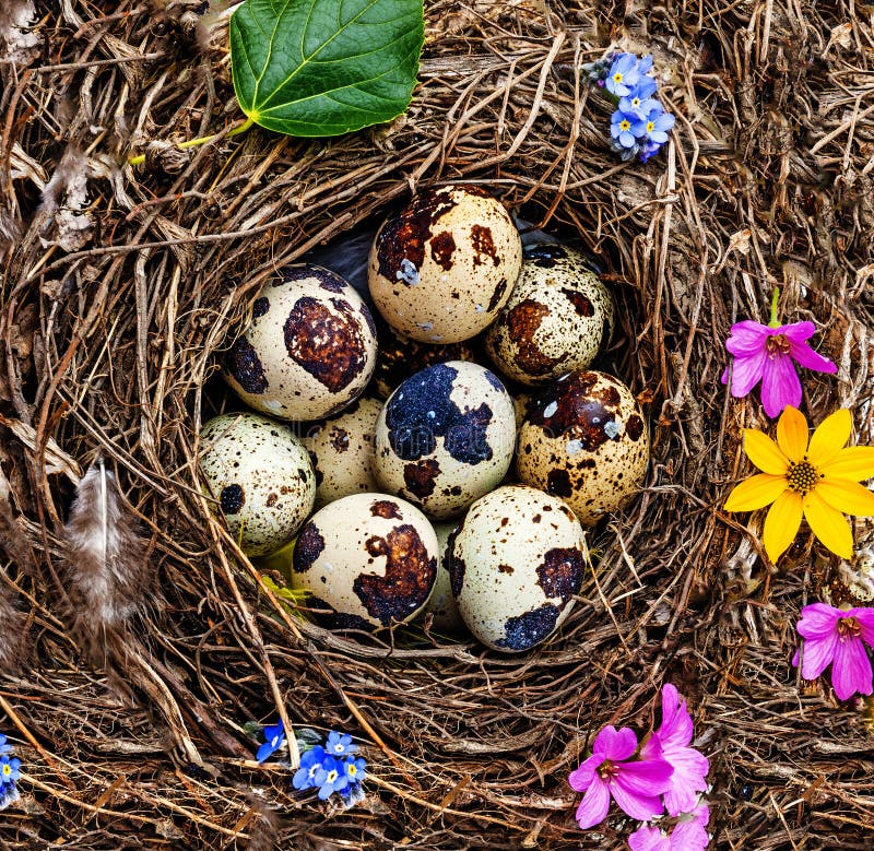 Nest with eggs stock image. Image of fresh, eggs, bird - 50807473