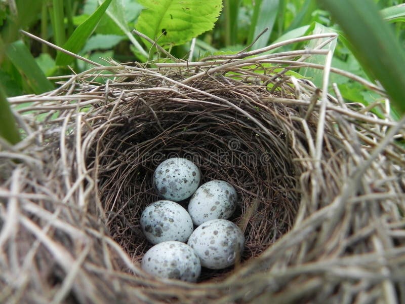 Nest with eggs stock image. Image of chicken, european - 42234003