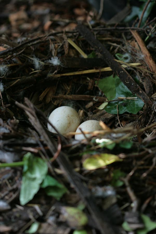 Nest and Eggs stock photo. Image of permaculture, eggs - 83580454