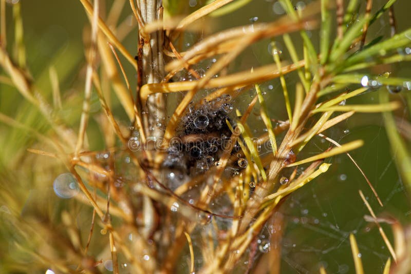 Spider s nest stock photo. Image of rowned, spider, european - 345520318