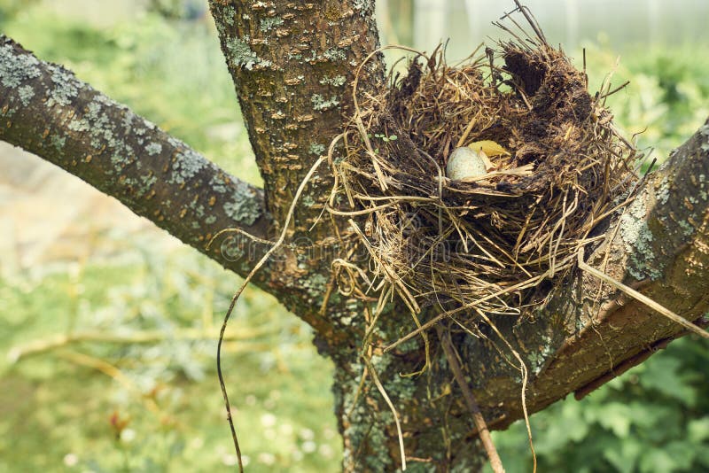 Nest Forest Bird with Egg Inside on a Tree. Stock Photo - Image of ...