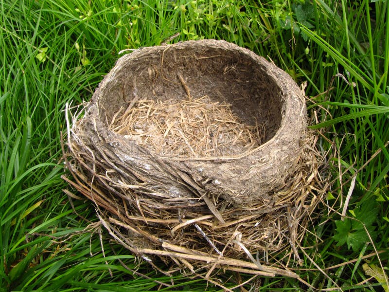 Nest in the grass stock image. Image of closeup, natural - 16096531