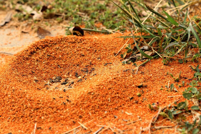 Nest on Green Grass at the Park Stock Photo - Image of park, animal ...