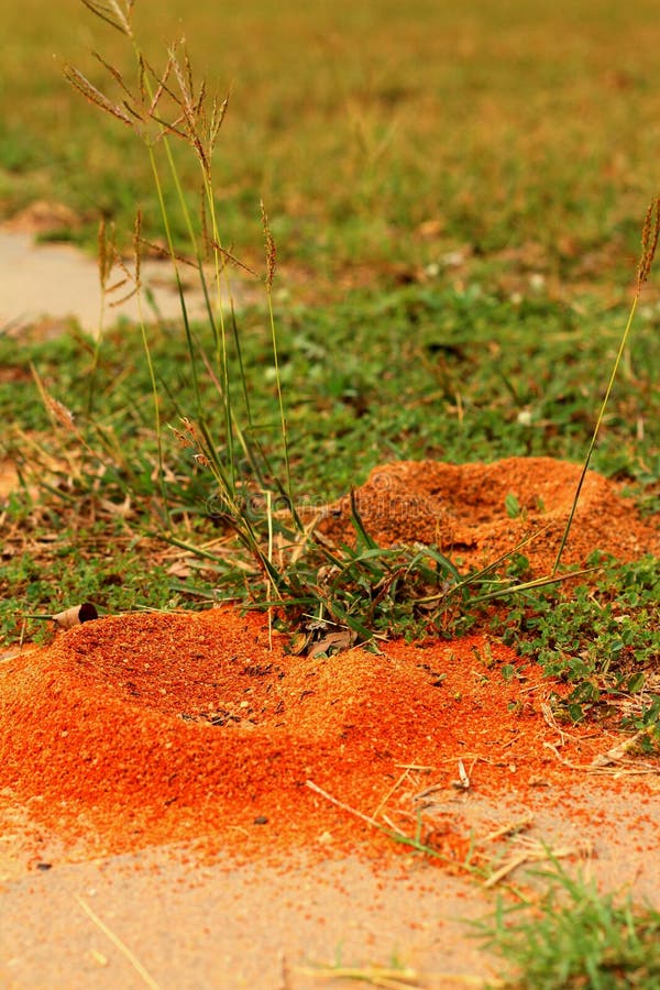 Nest on Green Grass at the Park Stock Image - Image of garden, small ...