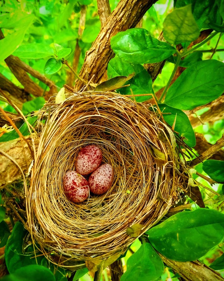 Nest with Groups of Birds Eggs Stock Image - Image of birds, nest ...