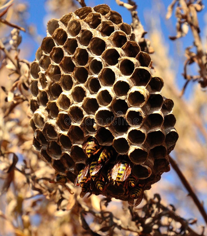Wasps inside its nest stock photo. Image of little, eusocial - 46926084
