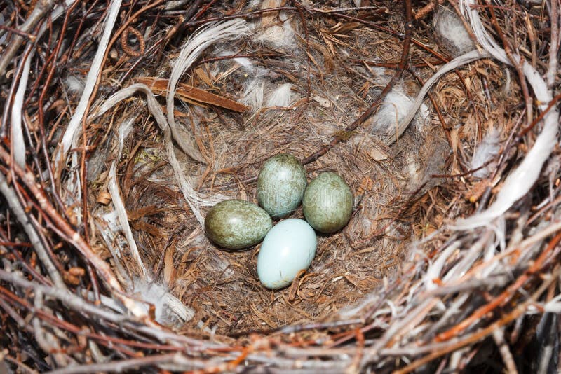 Corvus Cornix. the Nest of the Hooded Crow in Nature. Stock Image ...