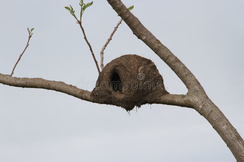 Nest of hornero stock image. Image of rouge, barro, andean - 101729699