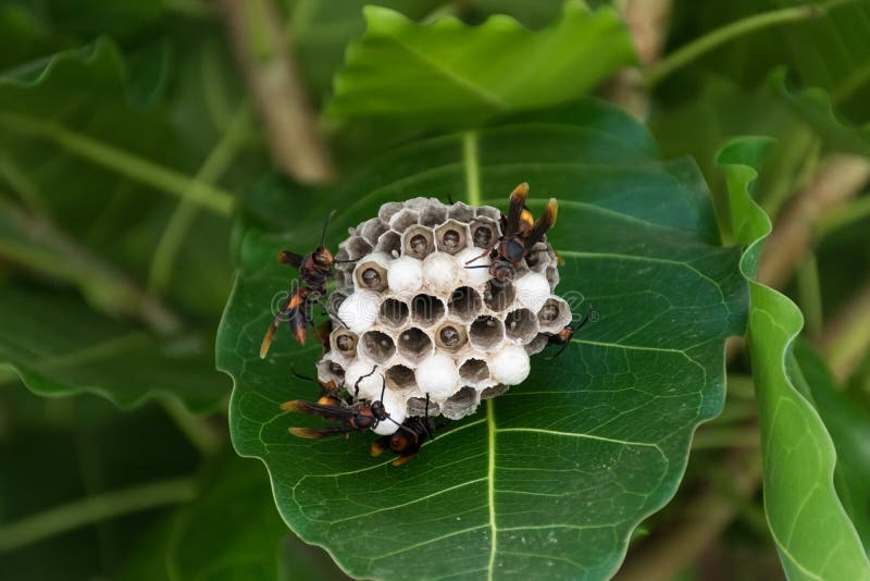 Wasps Maggots Stock Photos - Free & Royalty-Free Stock Photos from ...