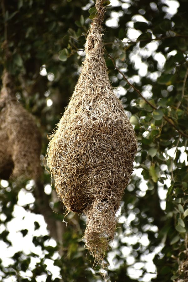 Nest - House of birds stock photo. Image of invertebrate - 270232344