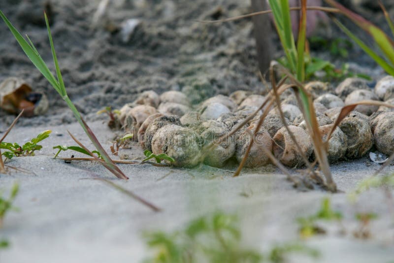 Nest Inventory of Loggerhead Sea Turtle Eggs Stock Image - Image of ...