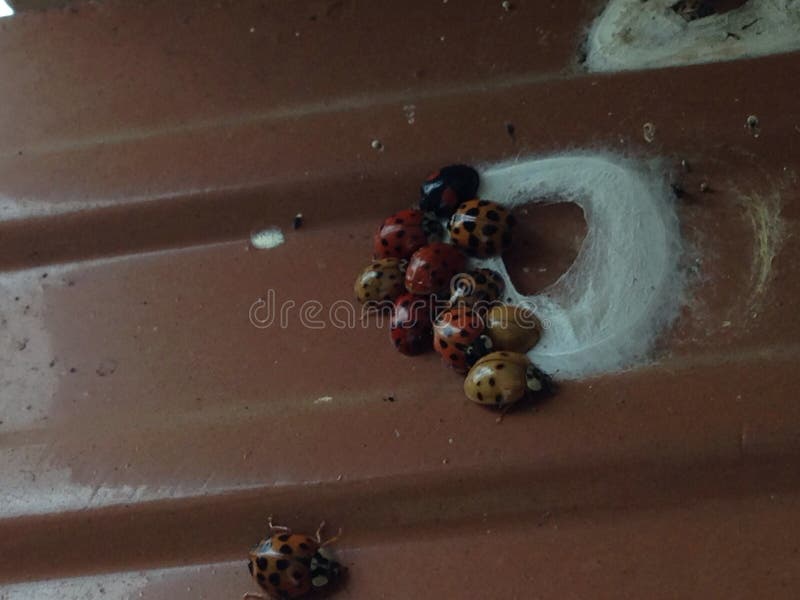 Nest of ladybird stock photo. Image of cocoon, nest, beautiful - 53608584