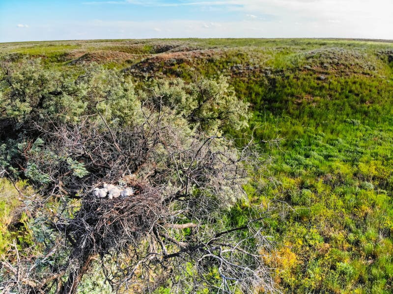 Nest of Long-legged Buzzard or Buteo Rufinus on Tree with Nestlings ...