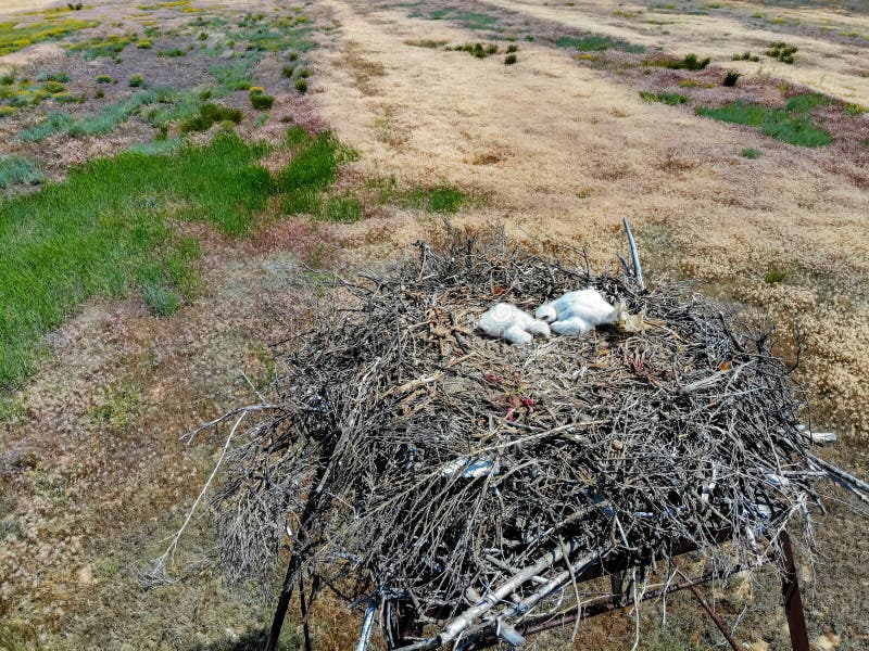 Nest of Long-legged Buzzard or Buteo Rufinus on Tree with Nestlings ...