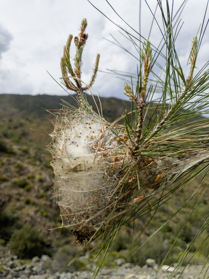 The Nest Made by Invasive and Harmful Processionary Insects in the ...
