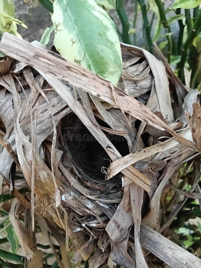A Nest Made of Leaves Cute Birds Stock Image - Image of birds, nest ...