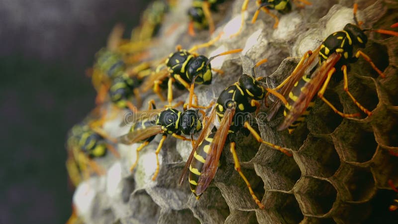 Nest with Many Wasps in the Effects of Light,macro, Close Up Stock ...