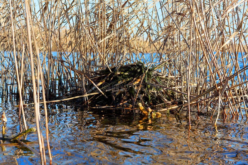 Nest of Muskrat from Dry Cane Stems in the Lake Stock Image - Image of ...