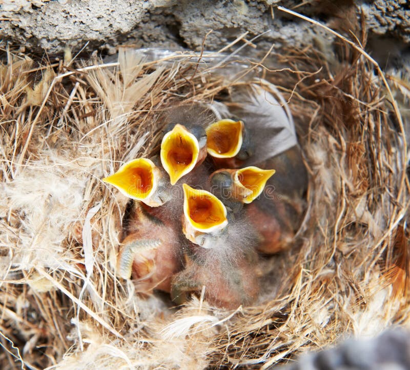 Nest with nestling brood stock photo. Image of beauty - 19856612